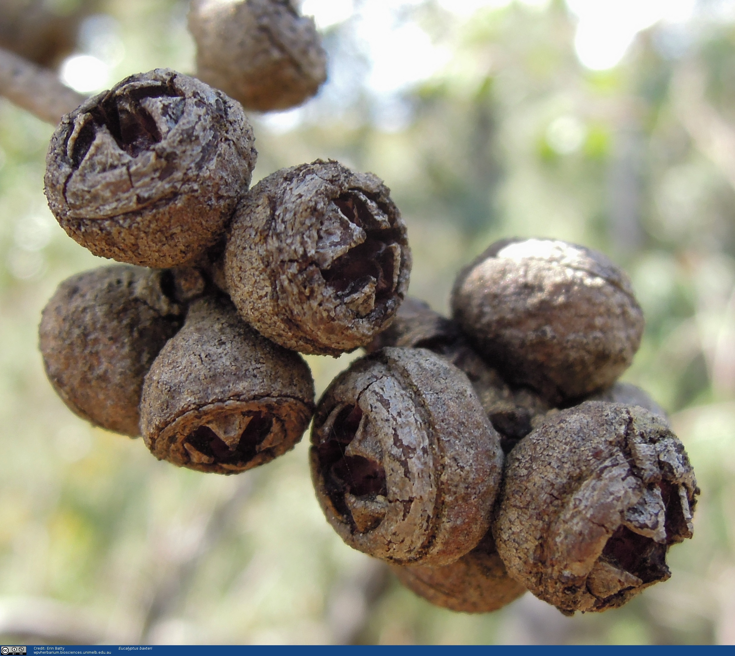 Eucalyptus baxteri