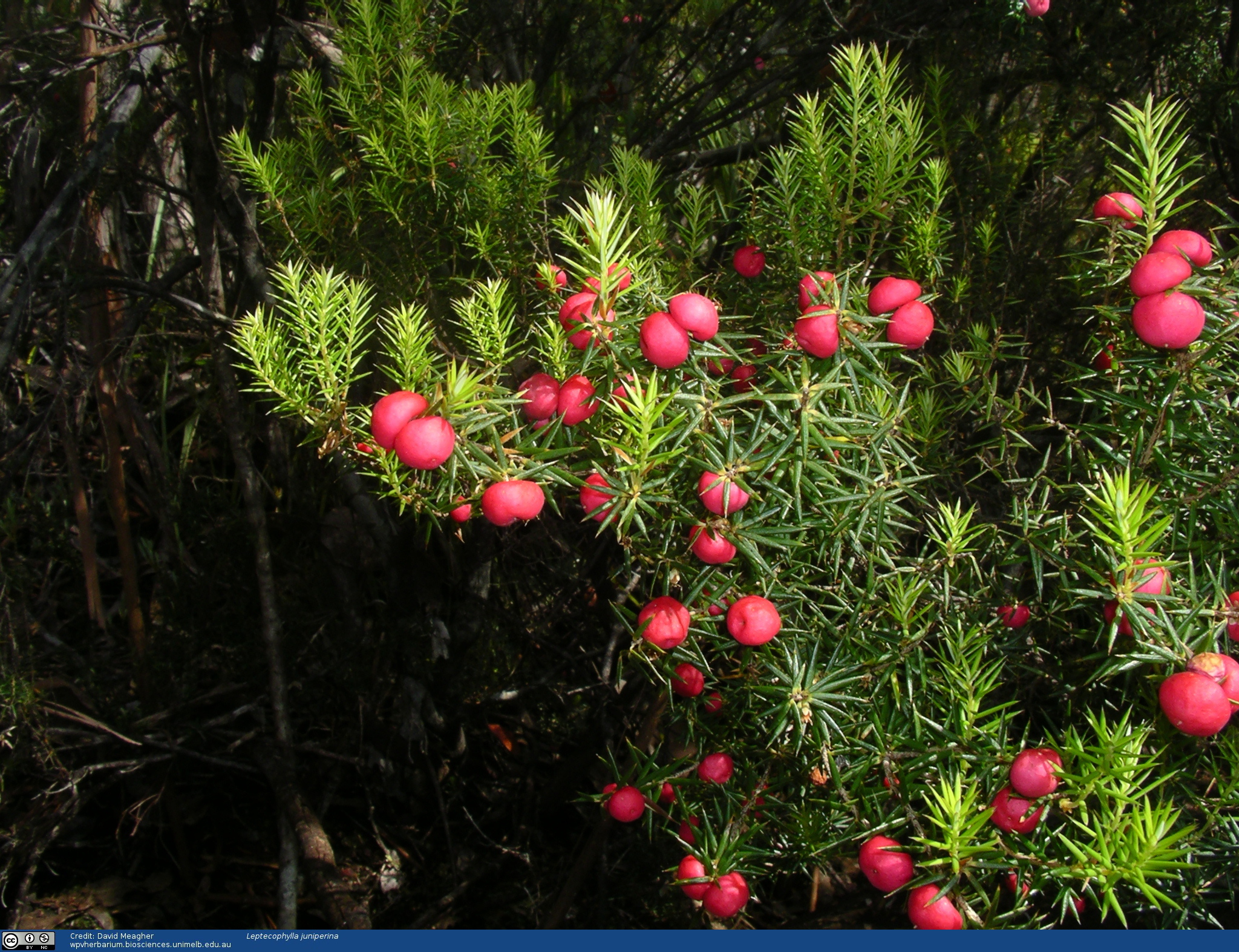 Leptecophylla oxycedrus