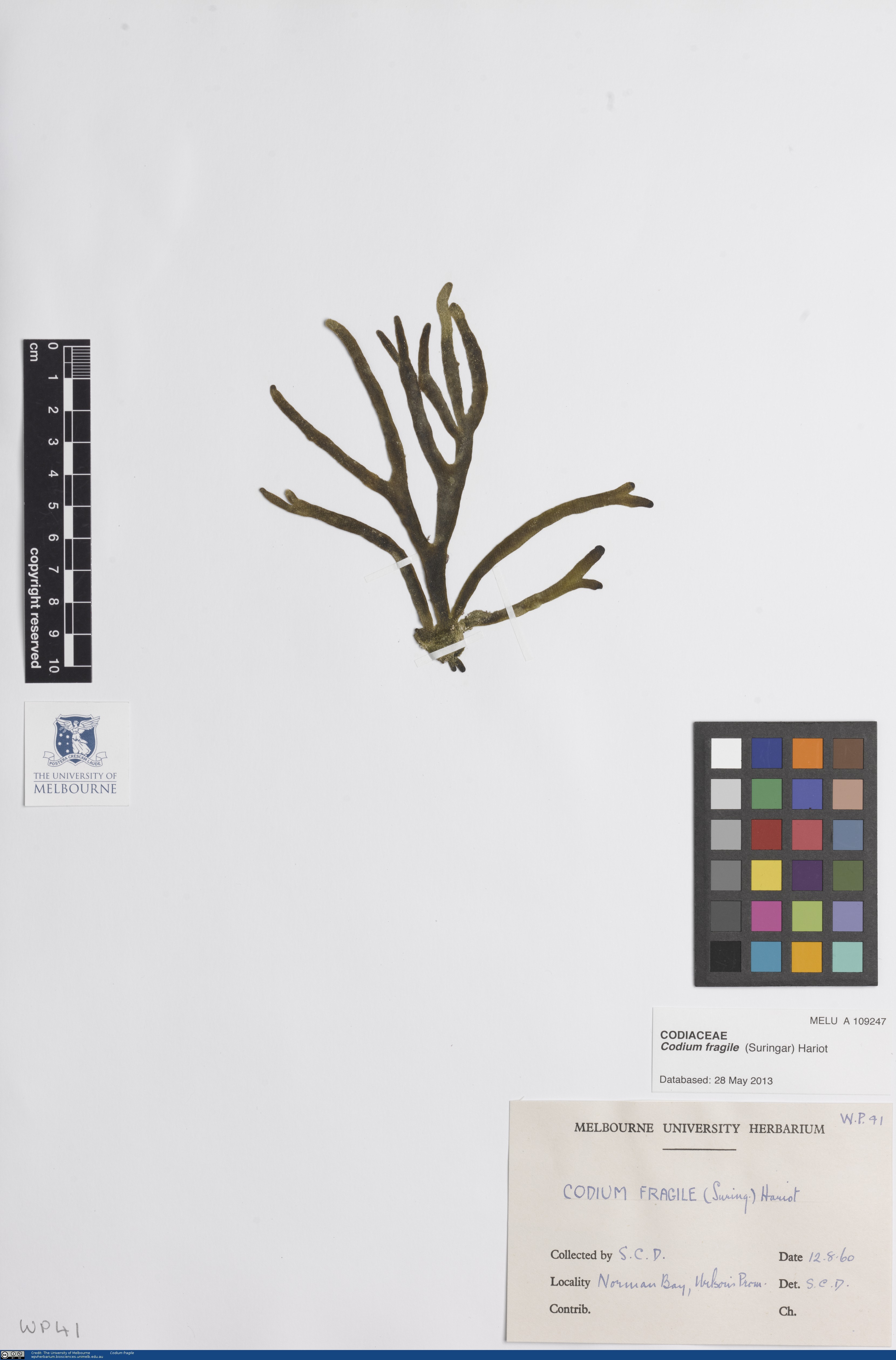 Codium fragile